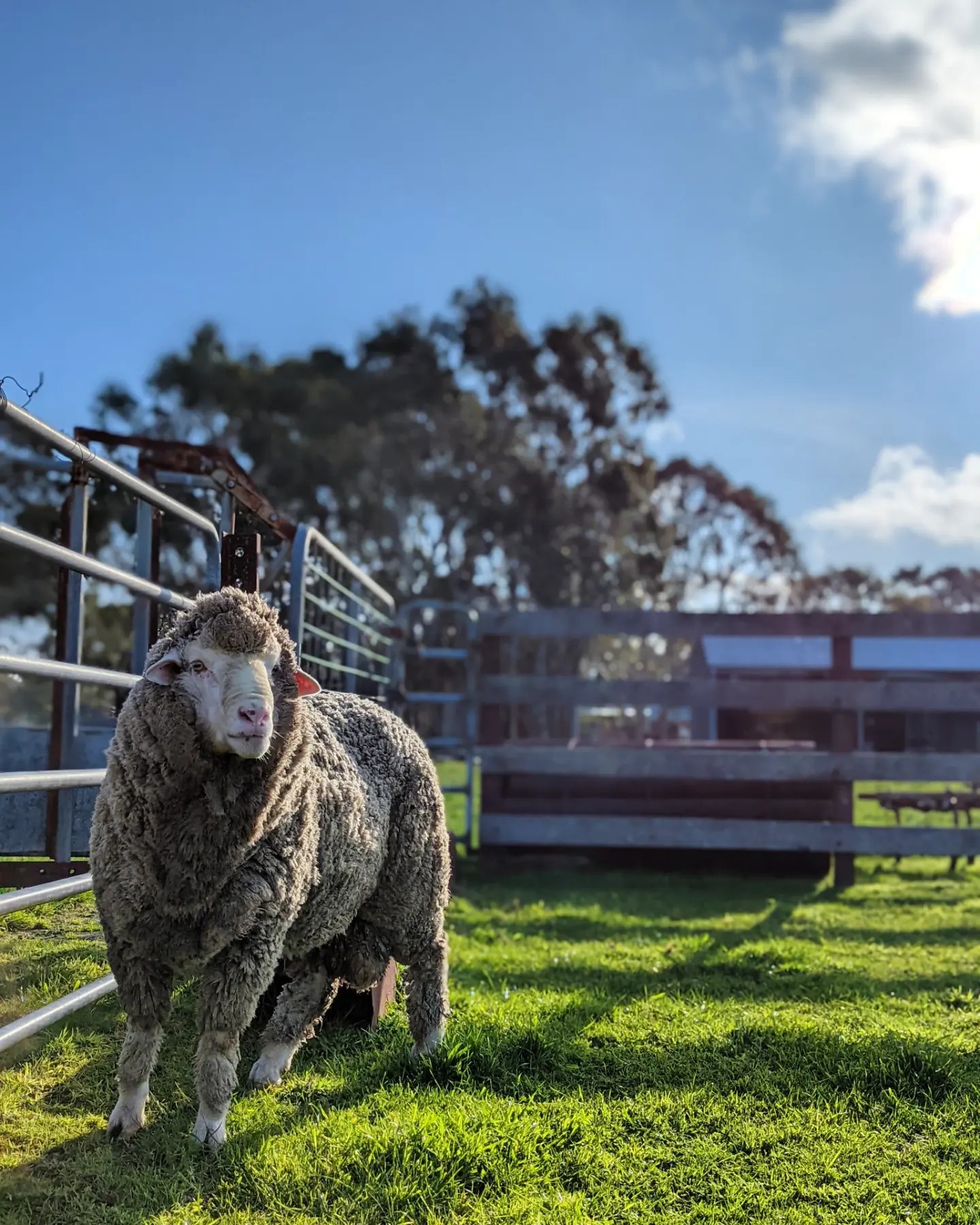 Sires | Gringegalgona Merinos