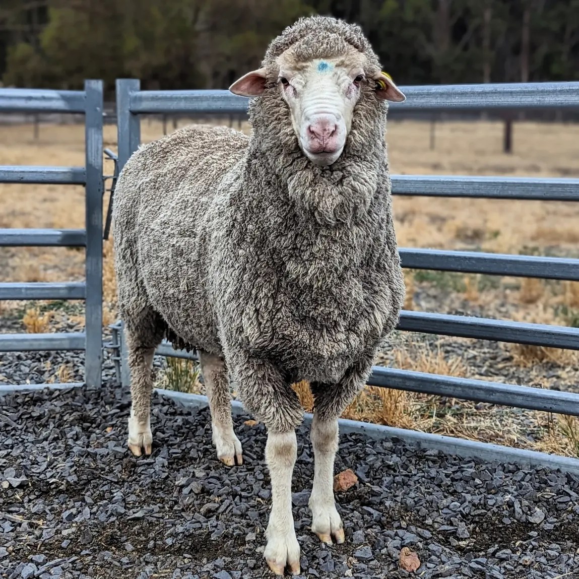 Sires | Gringegalgona Merinos