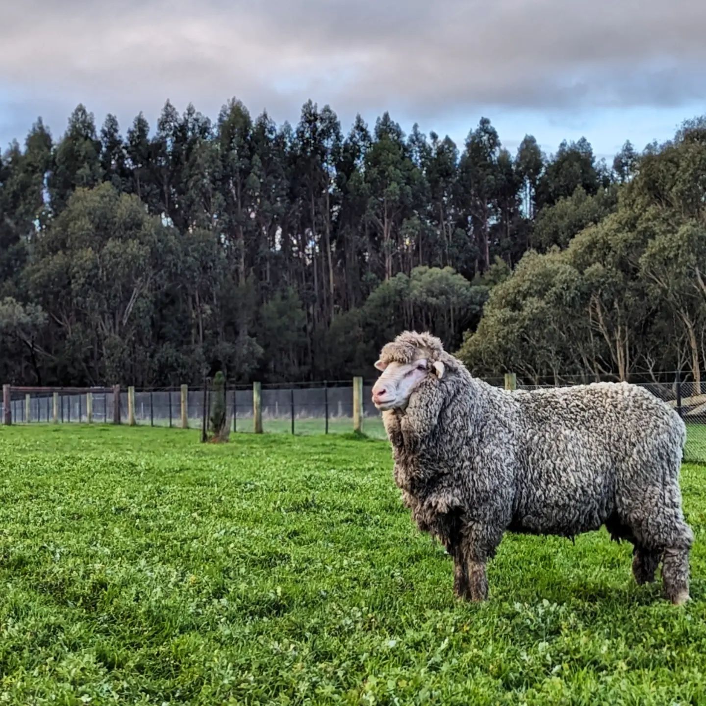 Sires | Gringegalgona Merinos